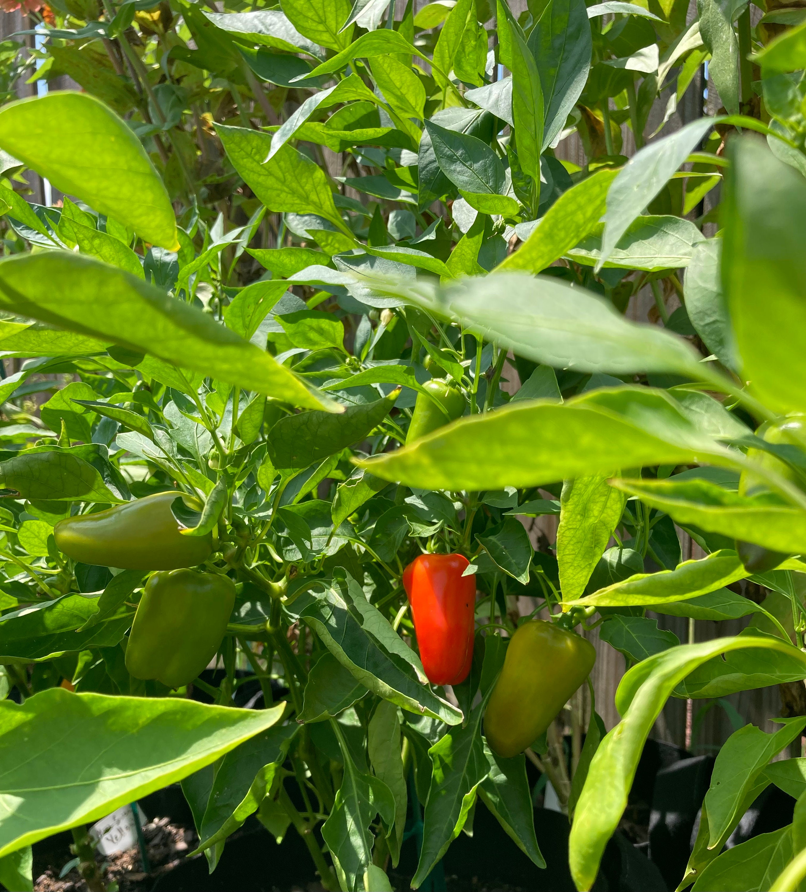 Mini Sweet Rainbow Pepper Seeds - Etsy