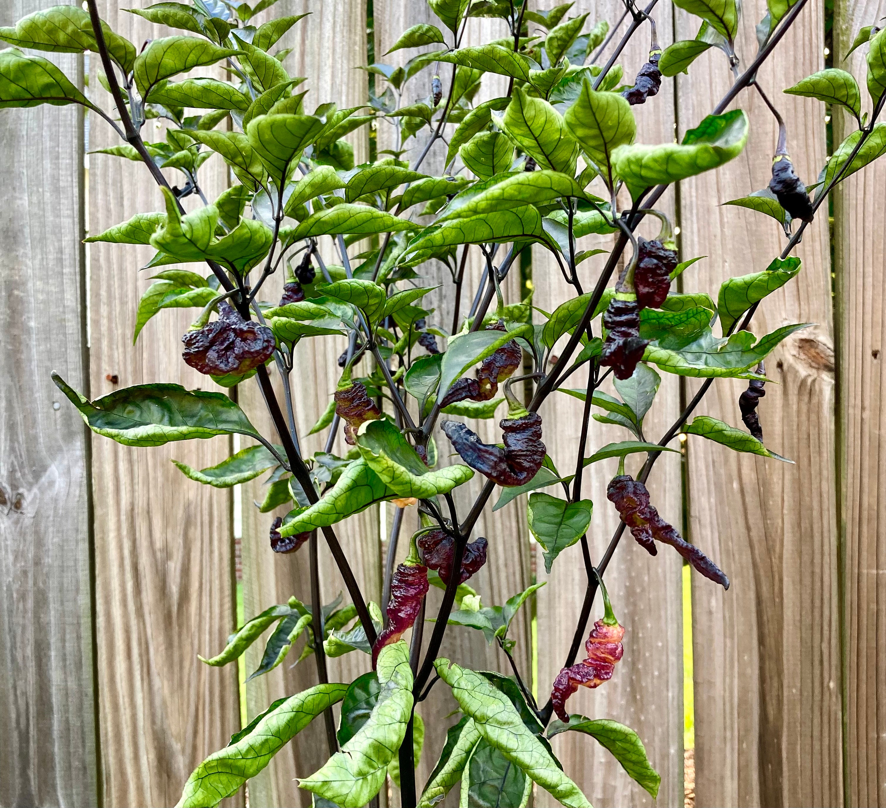 Thor's Thunderbolt Pepper Seeds - Etsy