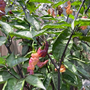 Thor's Thunderbolt Pepper Seeds - Etsy