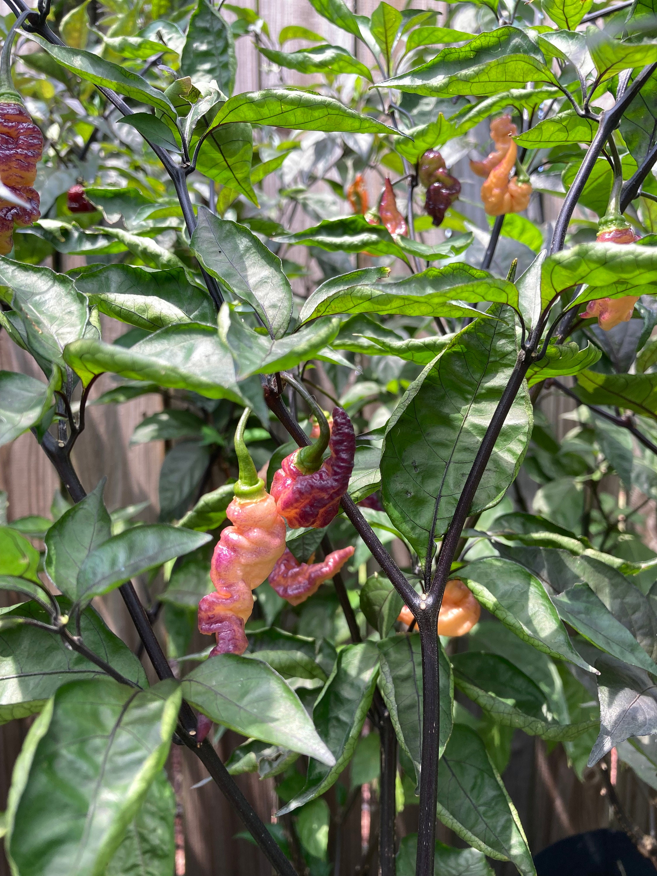 Thor's Thunderbolt Pepper Seeds - Etsy