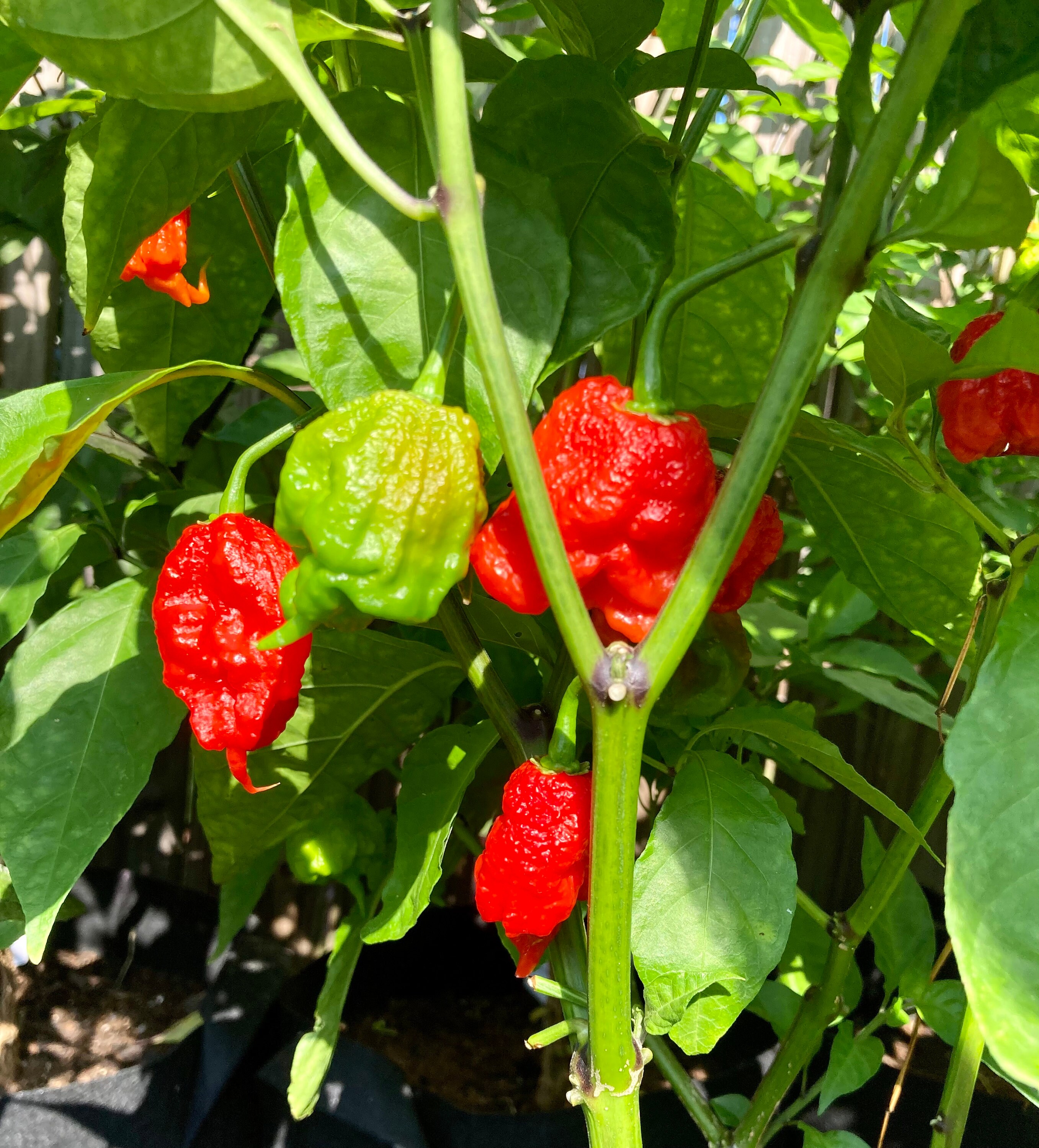Carolina Reaper Pepper Seeds - Etsy