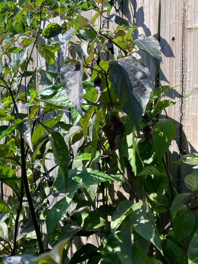 Testanera Pepper Seeds - Etsy