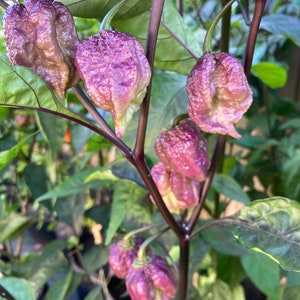 Orion Pepper Seeds - Etsy