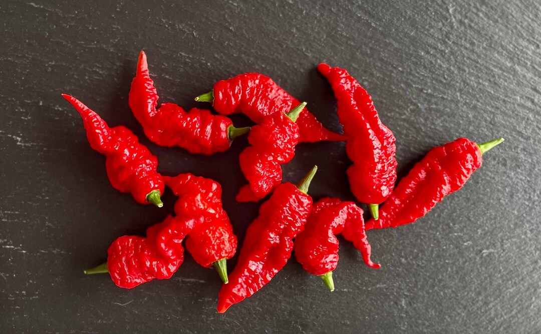 Testanera Pepper Seeds - Etsy