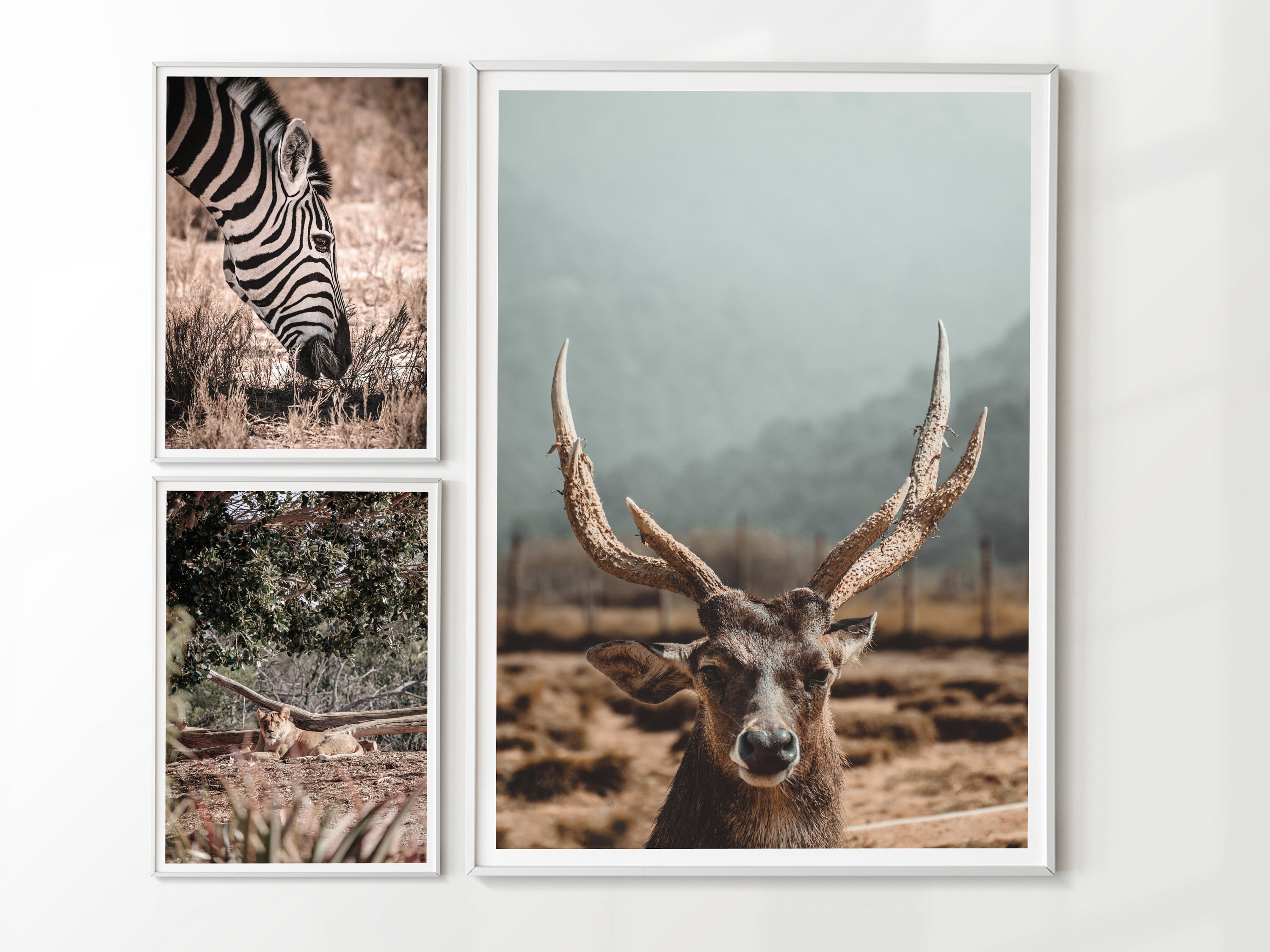 Safari Savanna Africa Printable Photography Posters Set of 6 | South ...