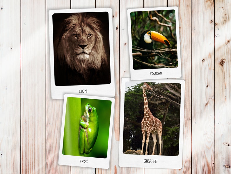 JUNGLE ANIMALS Set of 26 Montessori Flash Cards Nursery Kindergarten ...