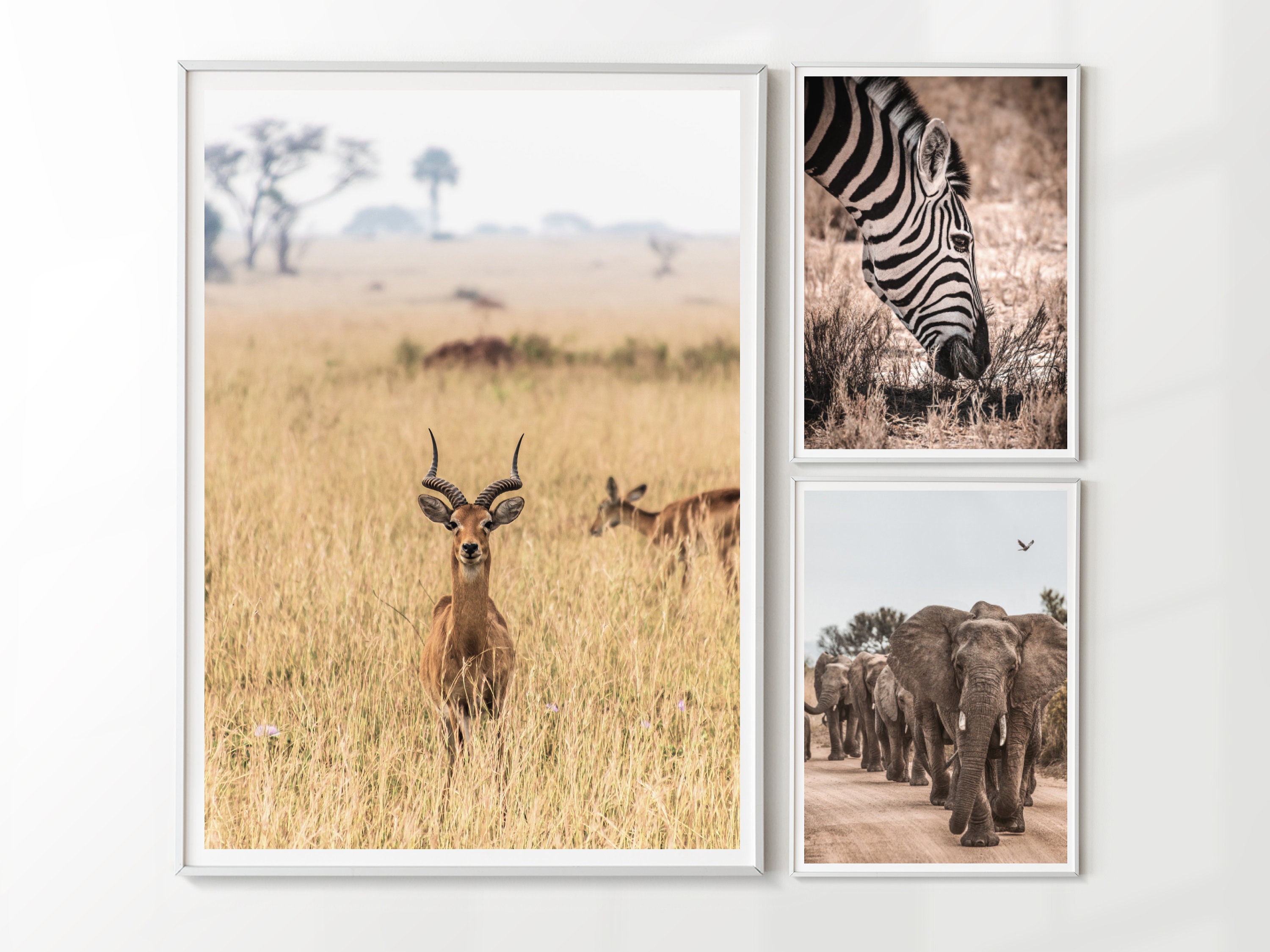 Safari Savanna Africa Printable Photography Posters Set of 6 South ...