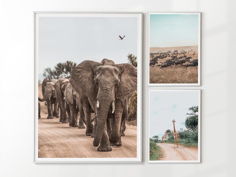 Safari Savanna Africa Printable Photography Posters Set of 6 | South ...