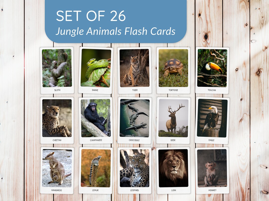 JUNGLE ANIMALS Set of 26 Montessori Flash Cards | Nursery Kindergarten ...