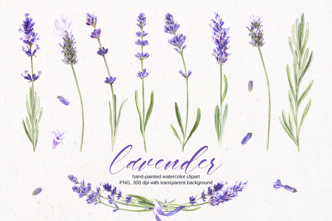 Watercolor Lavender Clipart Vintage Lavandula Flower Purple - Etsy