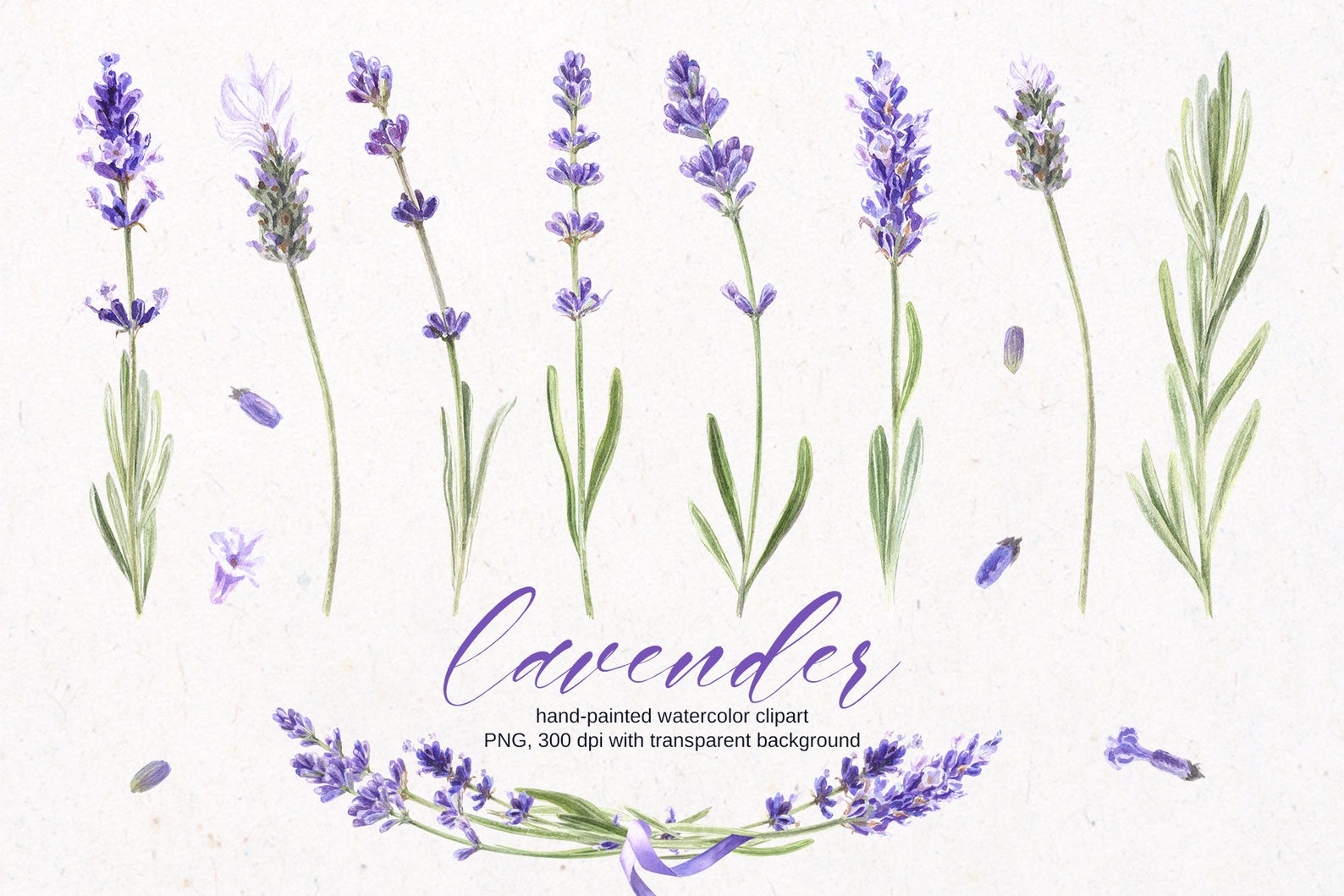 Watercolor Lavender Clipart Vintage Lavandula Flower Purple - Etsy