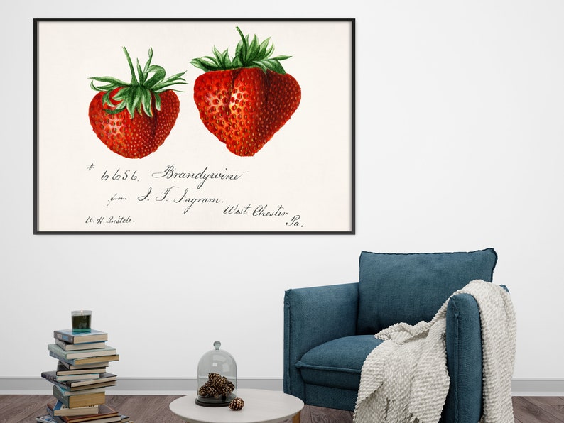 Affiche vintage encadrée fraises Fragaria par Deborah Griscom Passmore ...