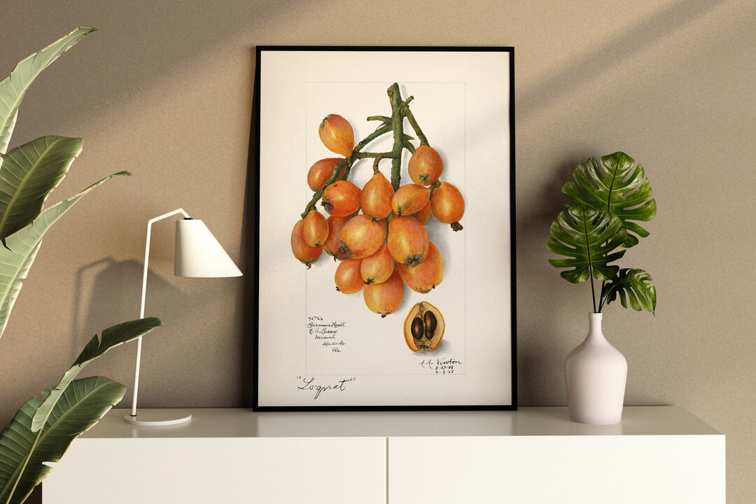 Framed and Ready to Display Vintage Poster Print Loquats Eriobotrya ...