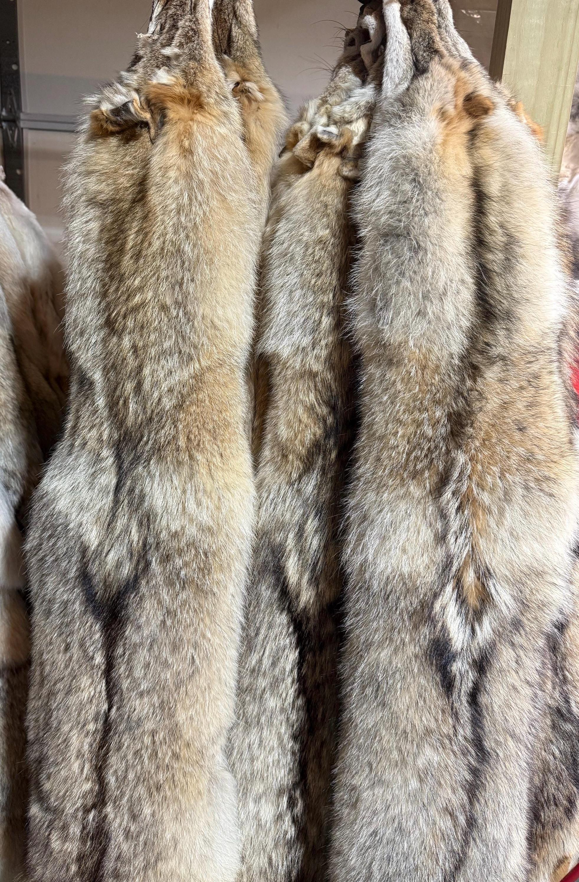 Western Heavy Coyote Skins #1 Grade - Etsy
