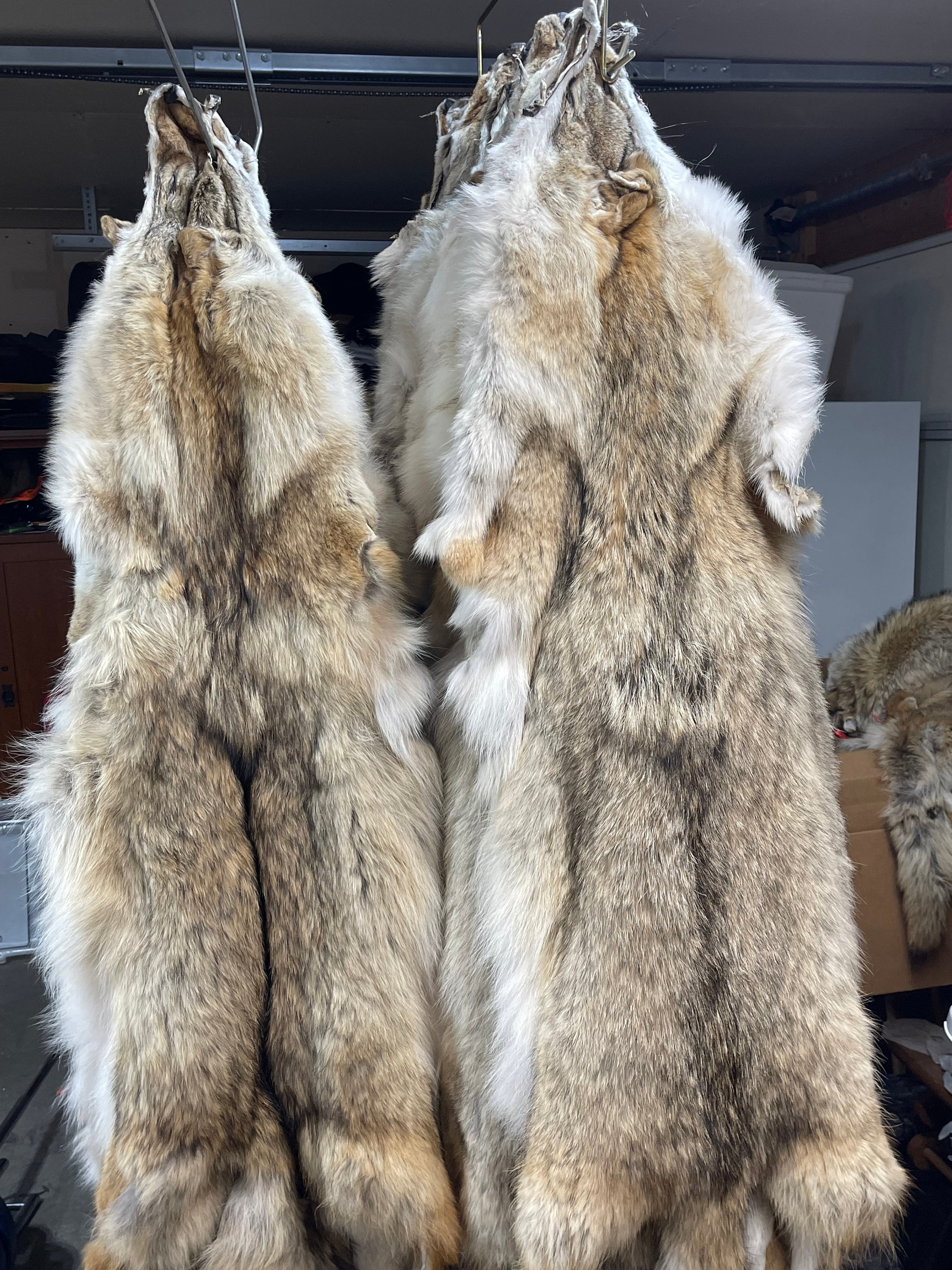 Western Heavy Coyote Skins #1 Grade - Etsy