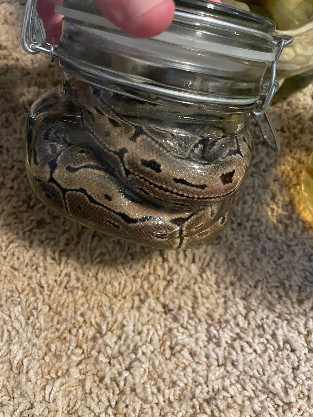 Ball Python Wet Specimen - Etsy