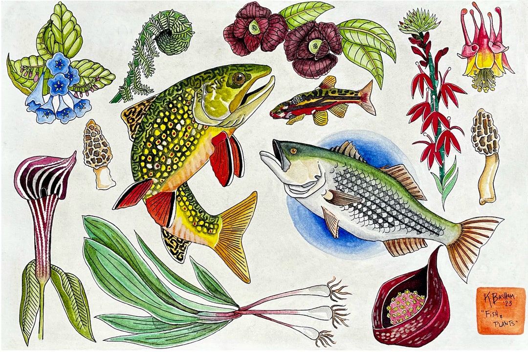 Native Virginia Fish and Plant Flash Sheet Art Print - Etsy