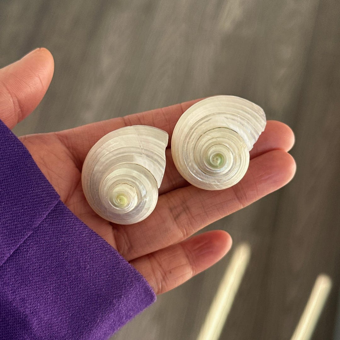 Natural Sea Shell Earrings, Large Shell Earring Studs, Boho Chic Summer ...