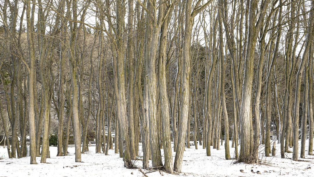 Winter Trees, Golden Gardens Park - Etsy