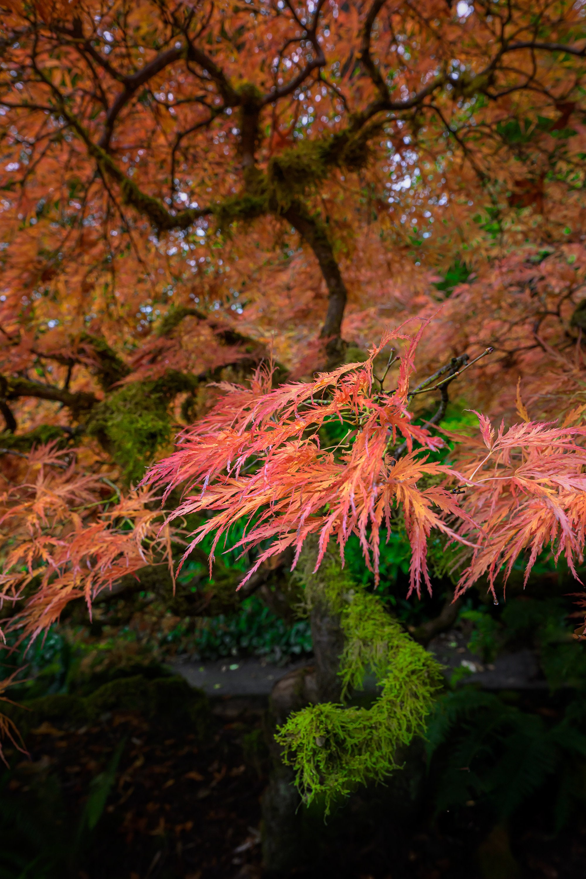 Japanese Maple Red - Etsy