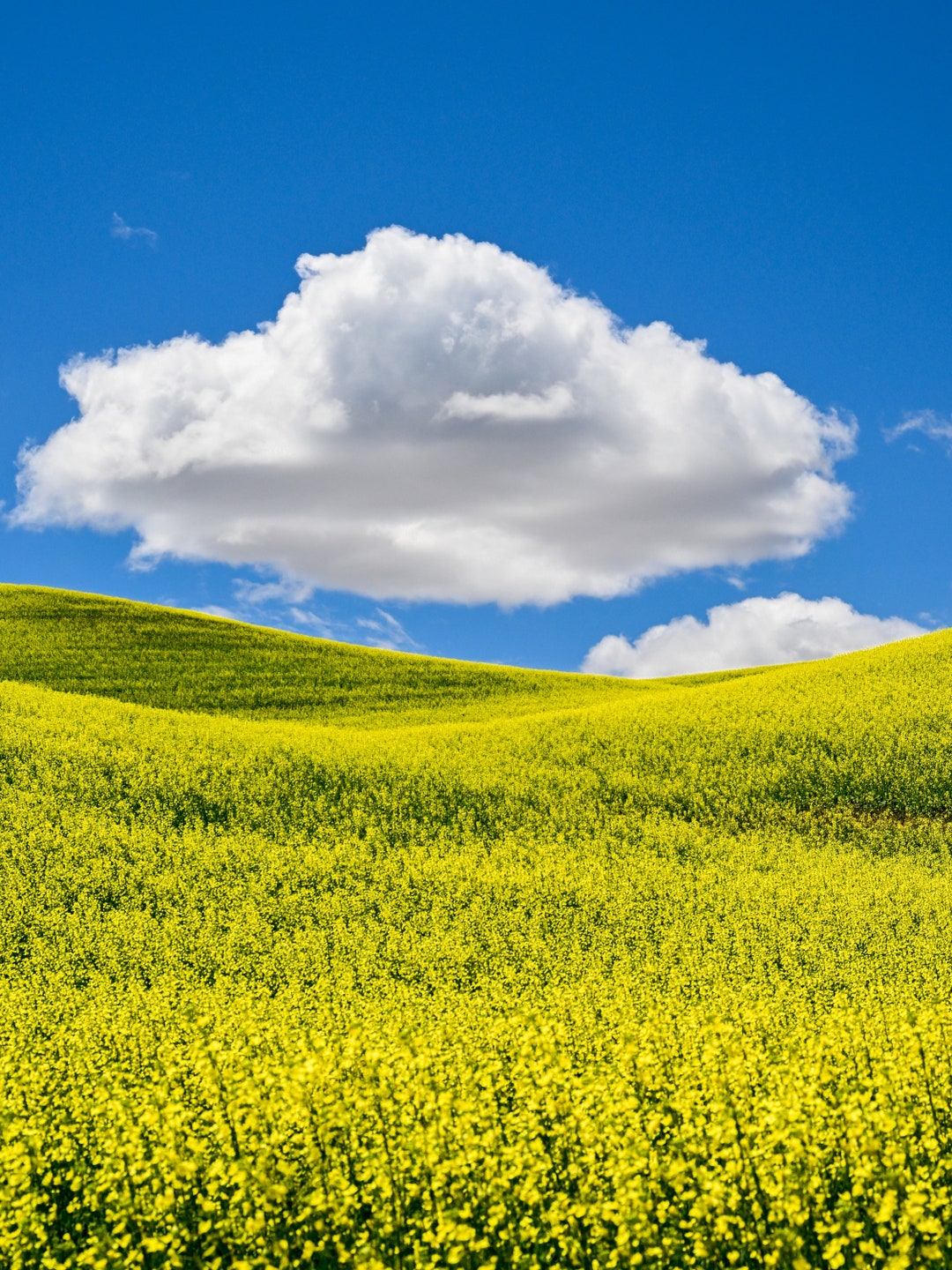 Clouded Canola Field - Etsy