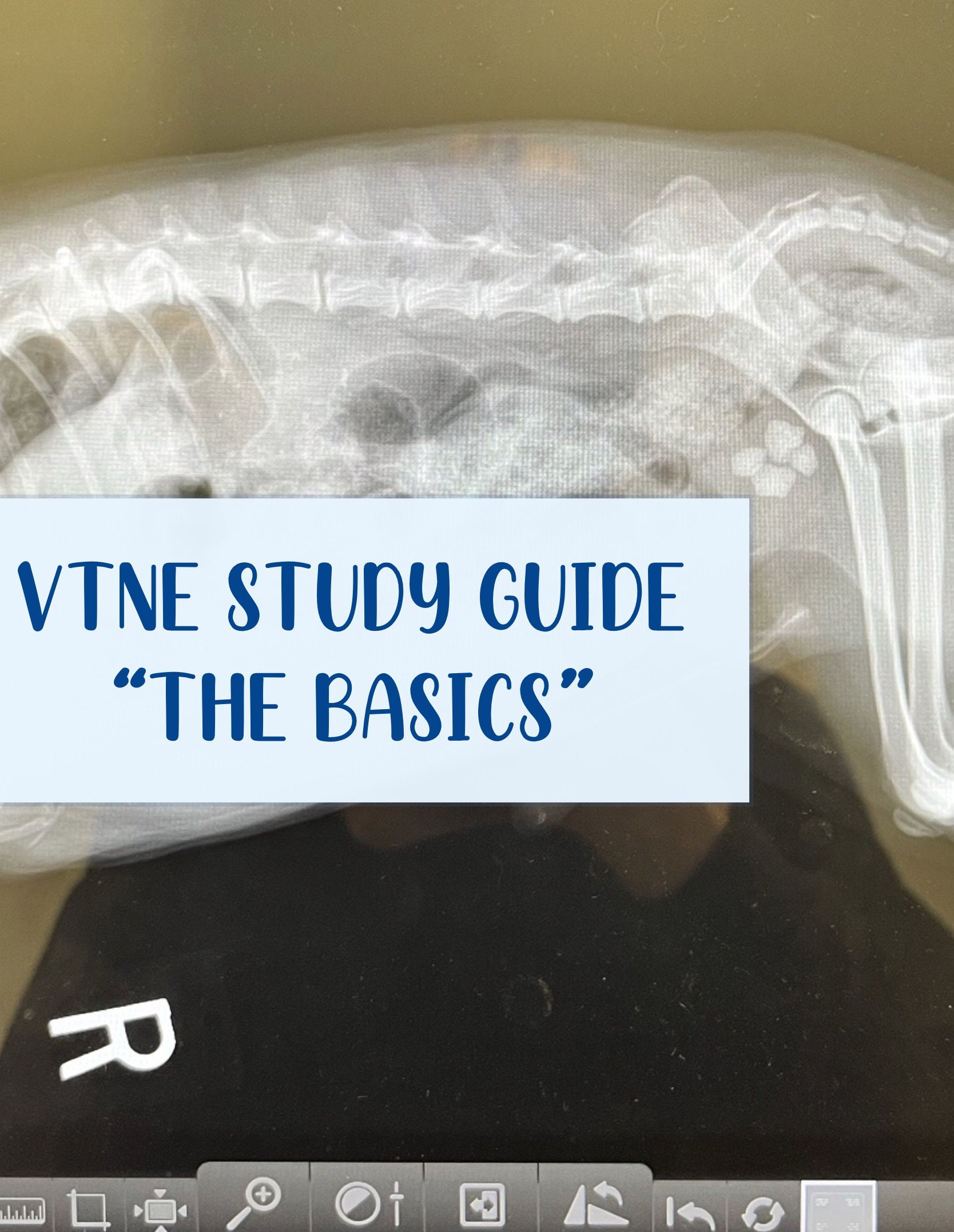 VTNE STUDY GUIDE - Basics - Etsy