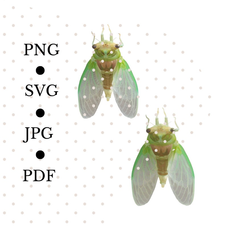 Full Color Freshly Molted Cicada Digital File, Artistic Bug File ...