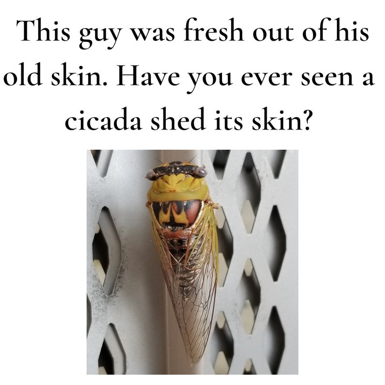 Cicada Digital Download, Cicada Cricut File, Cicada Clipart, Insect ...