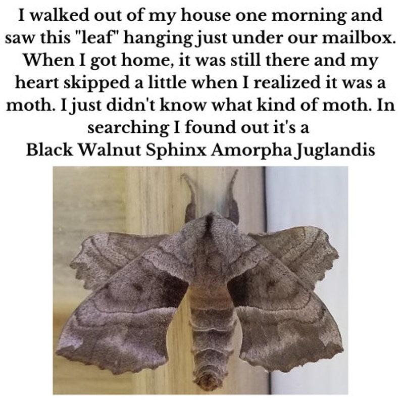 Walnut Sphinx, Moth SVG File, Insect Digital File, Cutting Machine ...