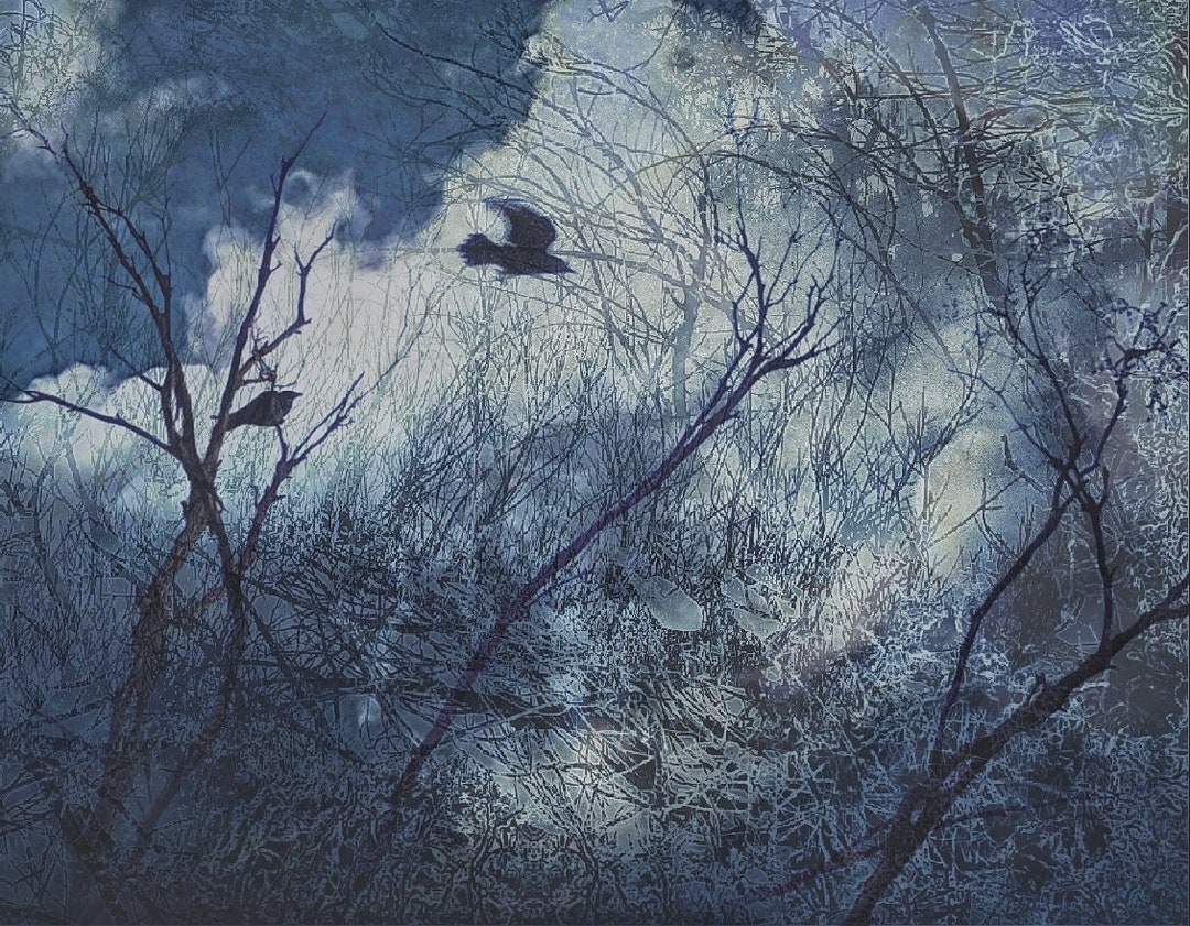 Raven Flight. Ravens. Ravens in Flight. Dark Woods. Bird Art. - Etsy