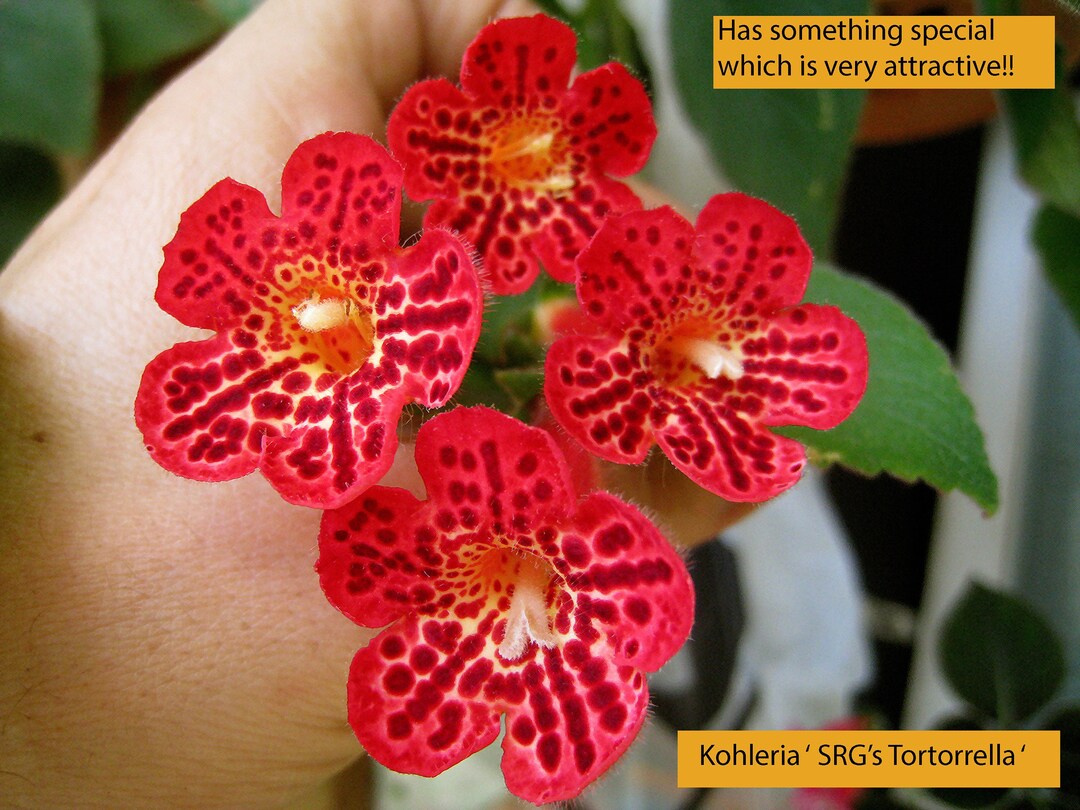 Kohlerias Seeds-30 Fresh Seeds - Etsy Denmark