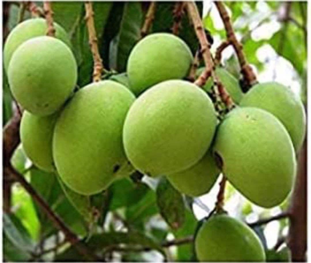 1 Baramasi Aam Plant AAM Grafted Mango Live Plant All Season - Etsy