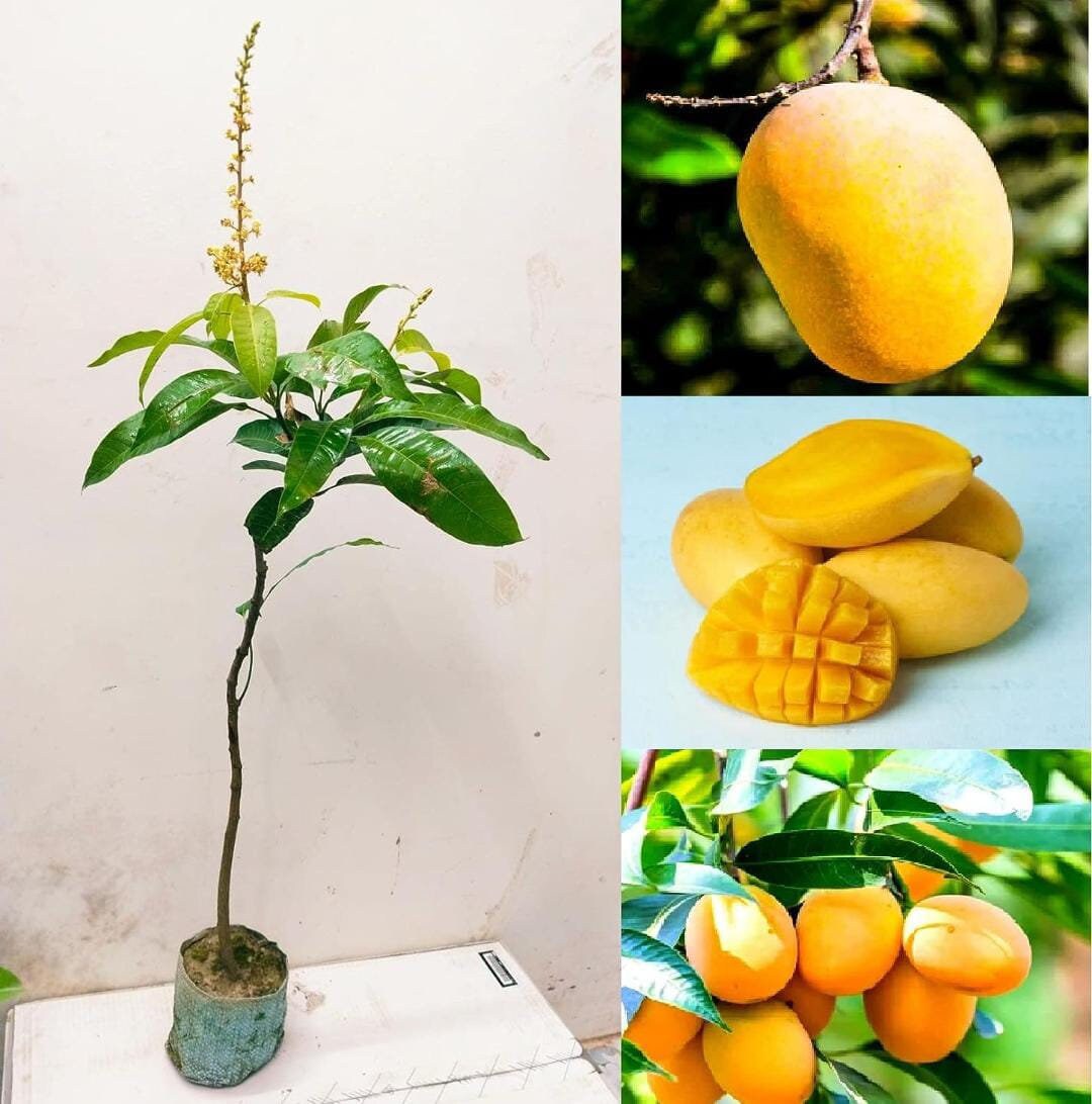 2 Baramasi Aam Plant AAM Grafted Mango Live Plant All Season - Etsy