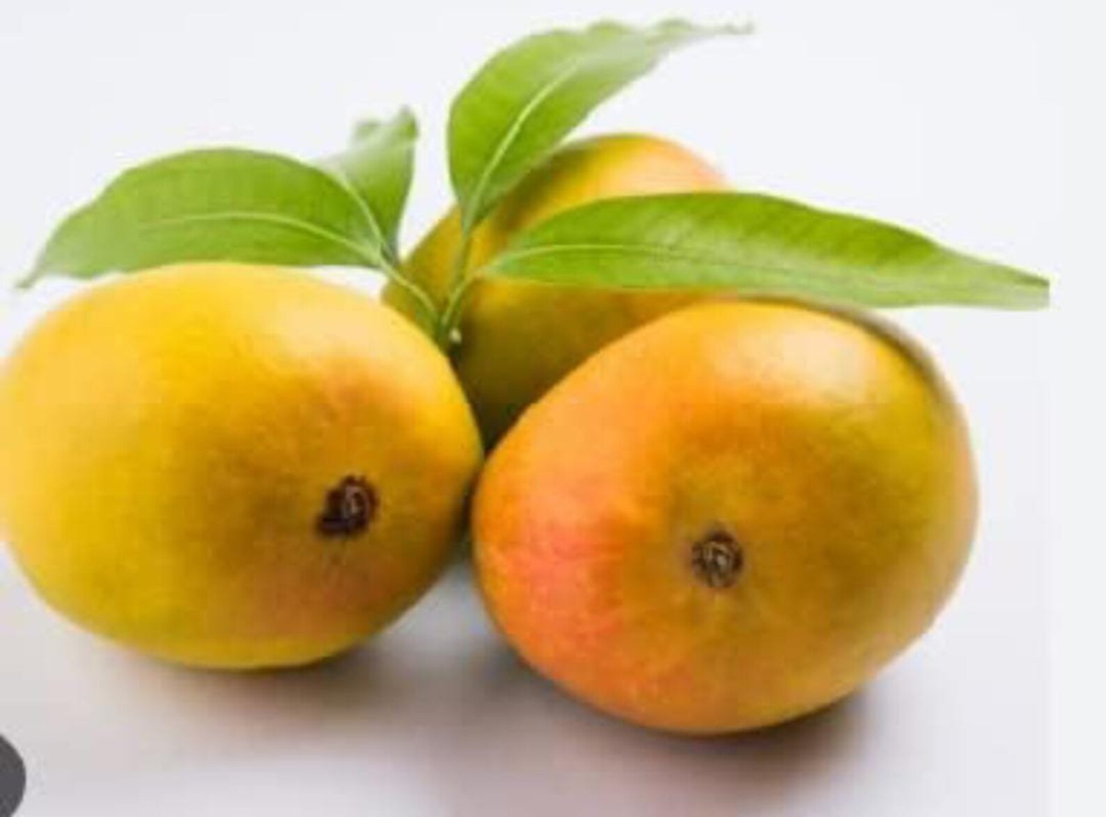 1 Baramasi Aam Plant AAM Grafted Mango Live Plant All Season - Etsy