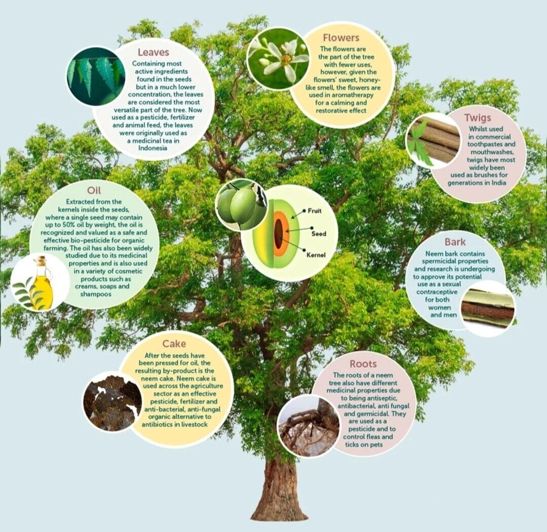 2 Neem Tree azadirachta Indica Live Medicinal Plant Length - Etsy Canada