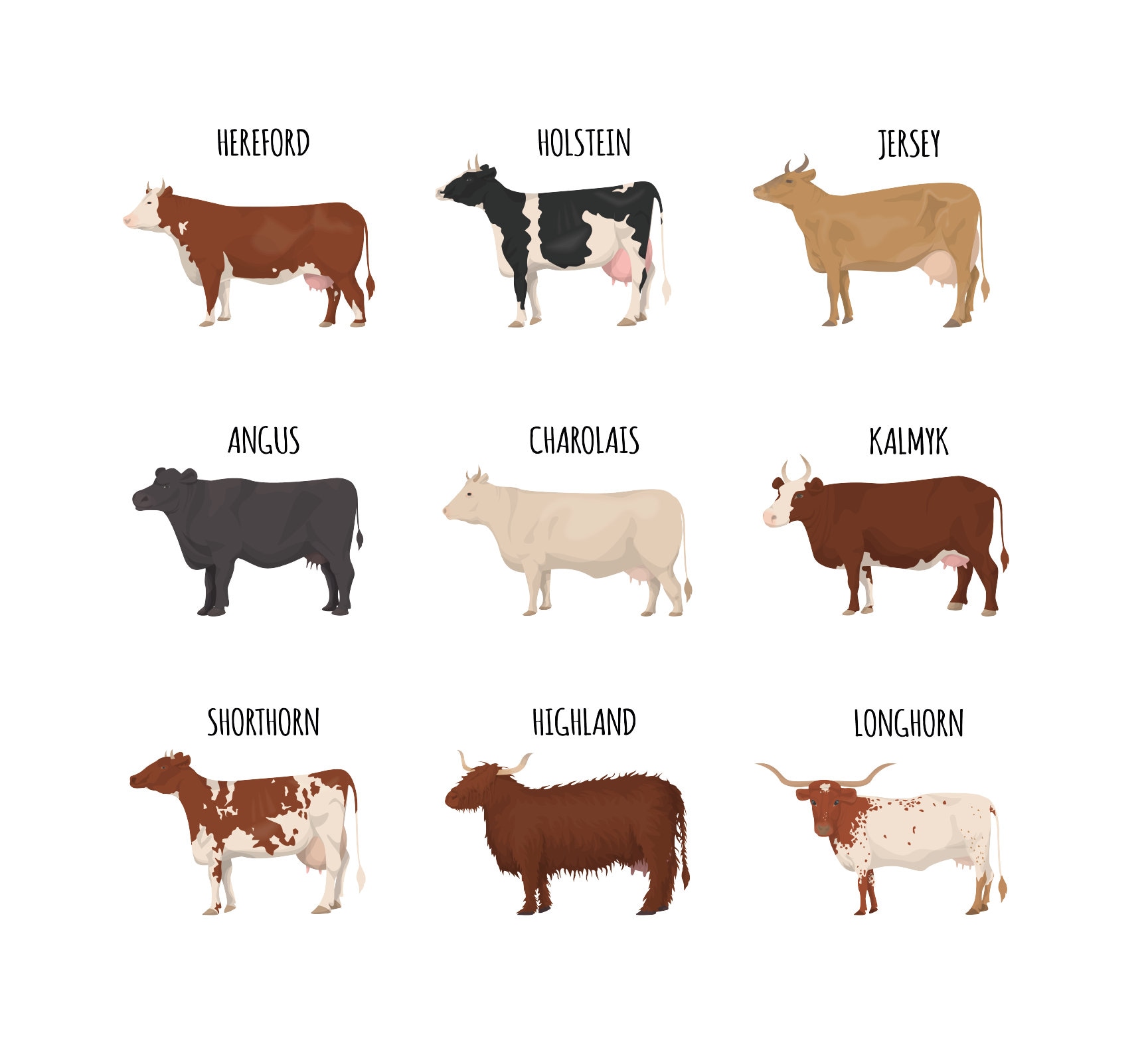 Cow Breeds PNG, Cow Breed Design PNG, Cow Breeds PNG, Cow Lover Png ...