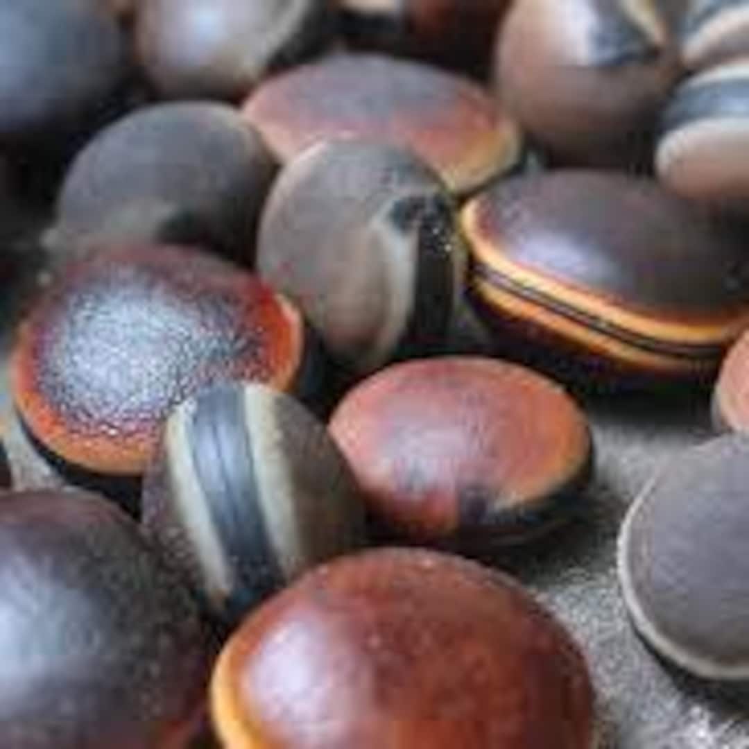 Ete Bull's Eye Drift Seeds Mucuna Epe De Buey Ojo De Buey Bean Entada ...