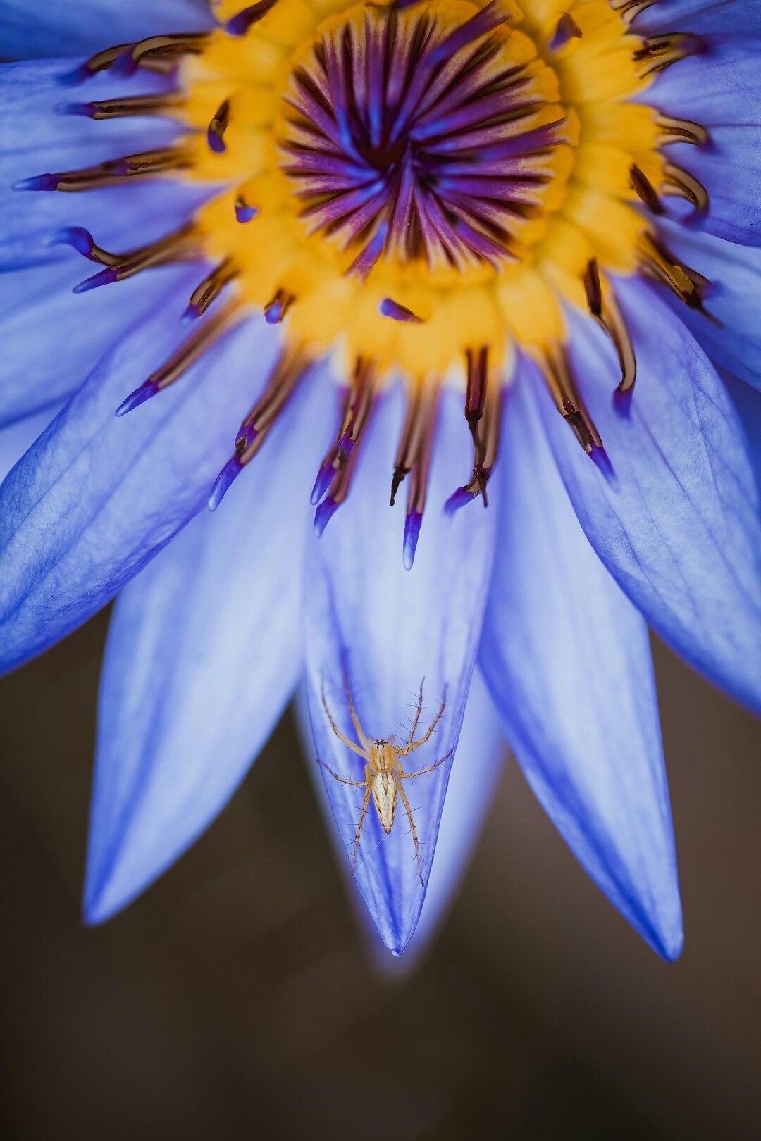 Mianorh Blue Lotus Dream Tea Blend, A Herbal Infusion for Lucid ...