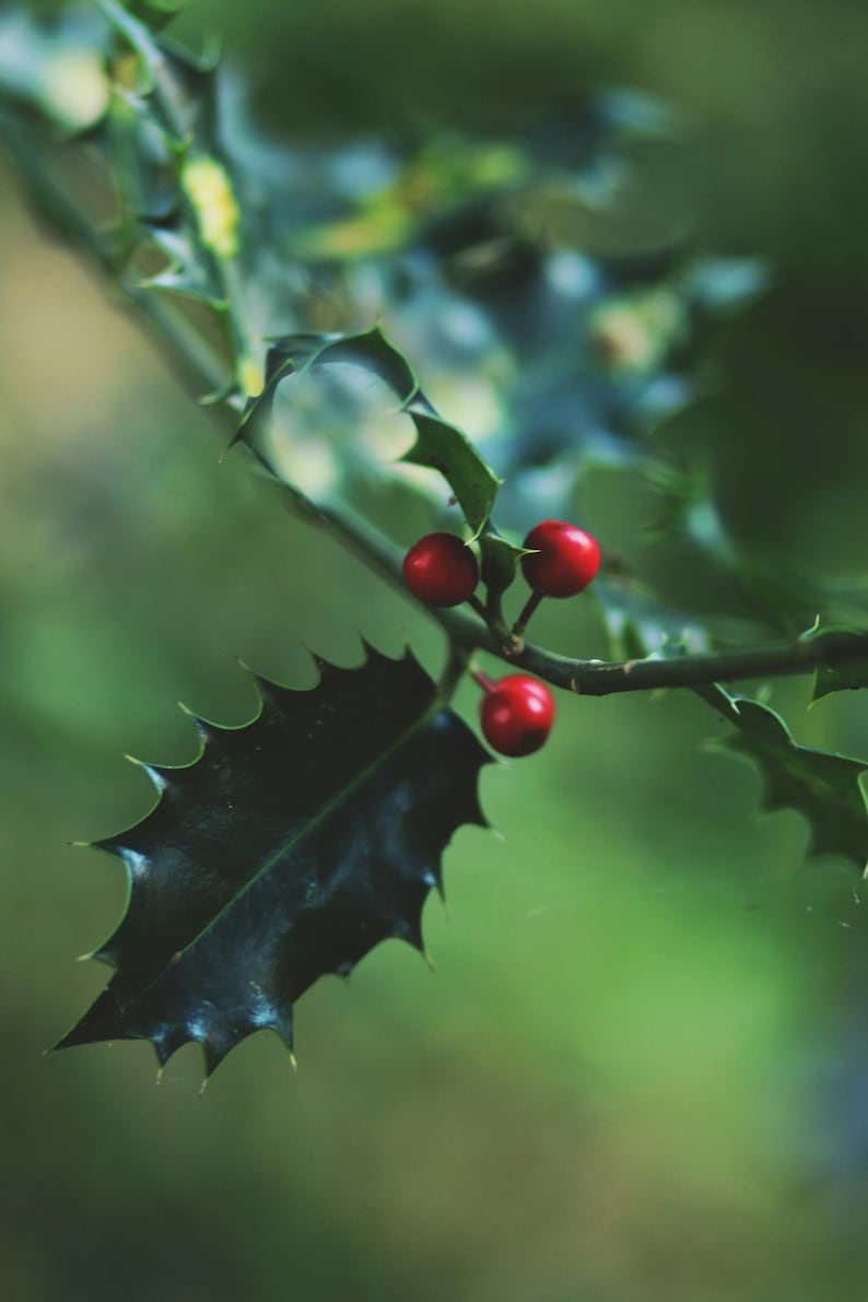 Dried Holly Berries for Ritual, Altar & Spell Work, Protection and ...