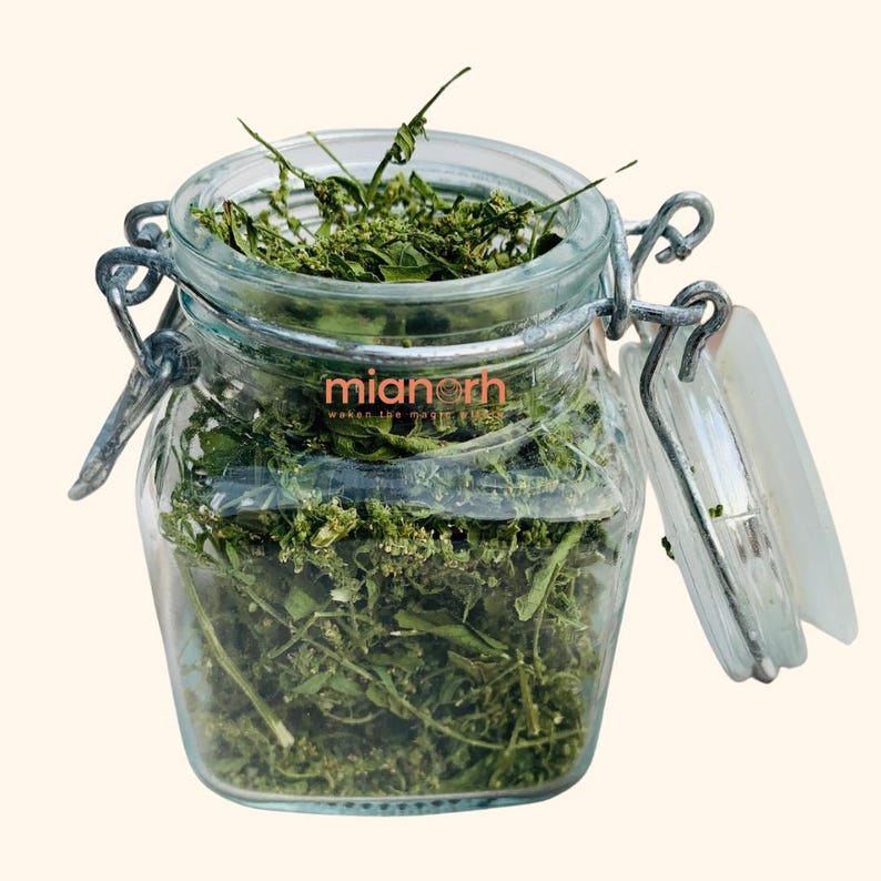 Jesuit Tea (epazote) – Spiritual Cleansing Herb for Protection, Ritual ...
