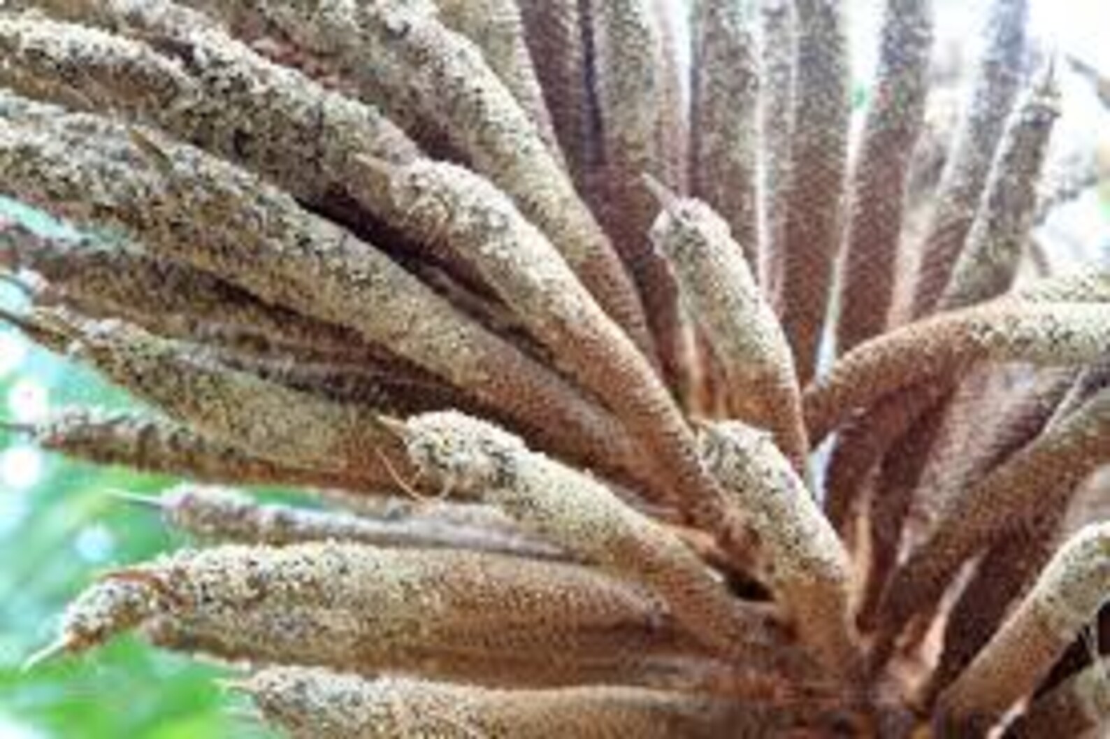 Odi Aba Odi Pod Odiaba Pod Odii Aba Shake Seed Pods Natural Incense ...