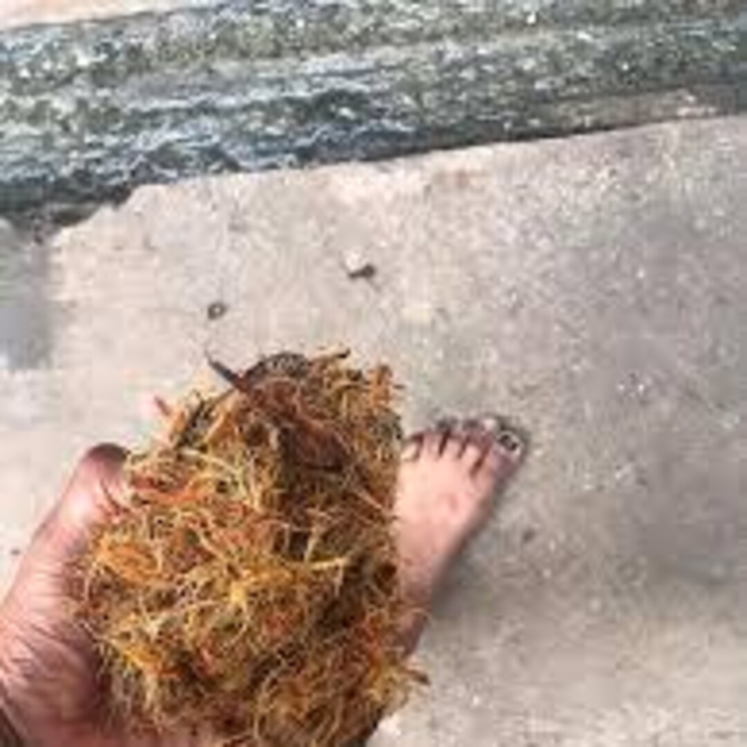 Palm Kernel Chaff Palm Nut Chaff Palm Kernel Fruit Chaff Lagidi Ogunso ...