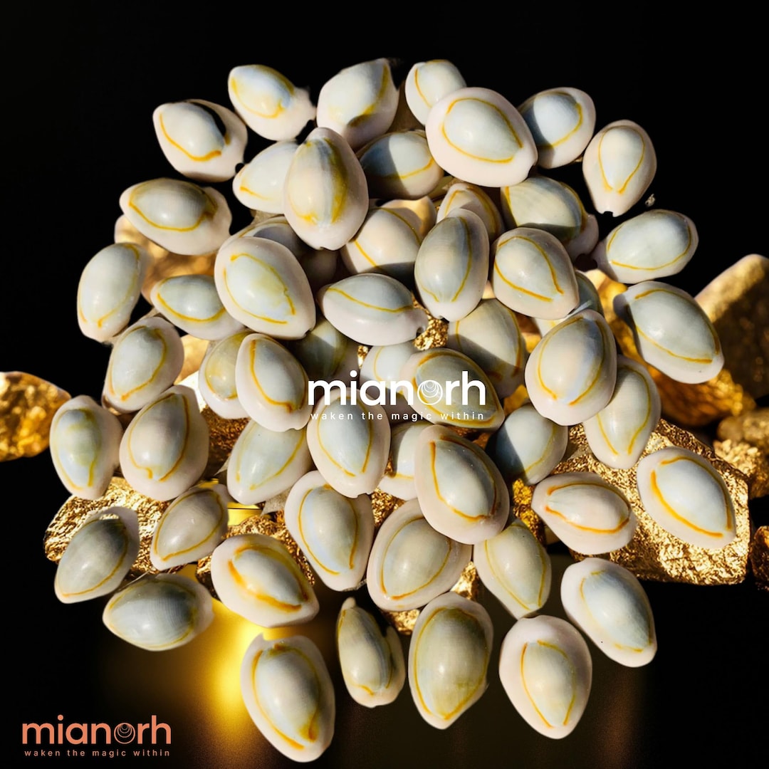Sacred Yellow Money Cowries – Ritual-grade Orisha Shells for Oshun ...