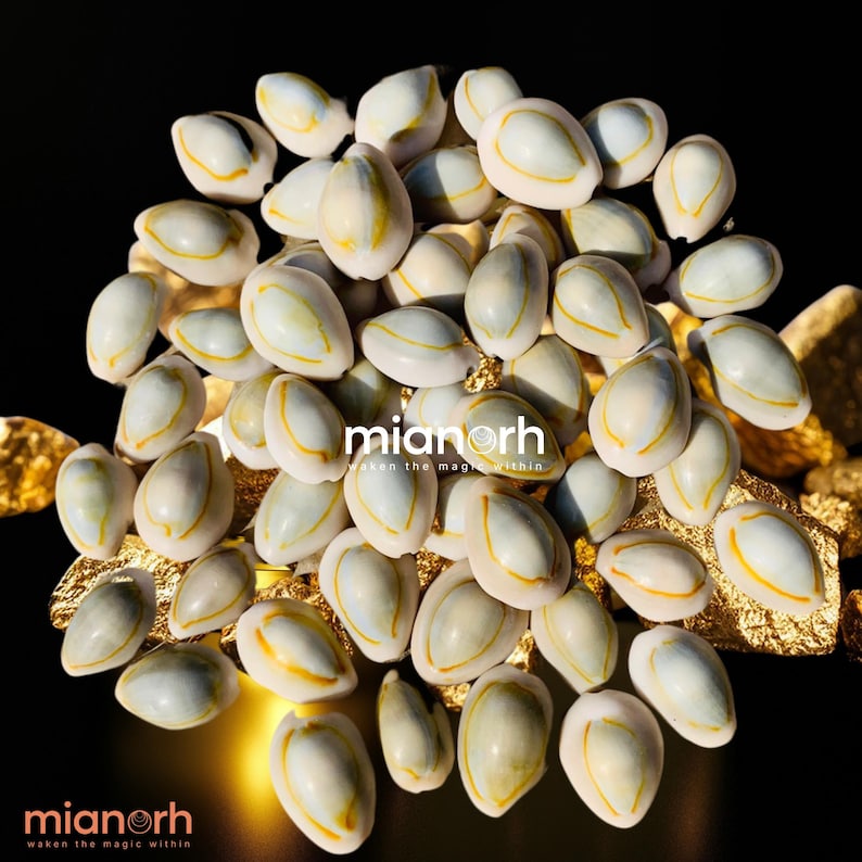 Sacred Yellow Money Cowries – Ritual Orisha Shells for Oshun ...
