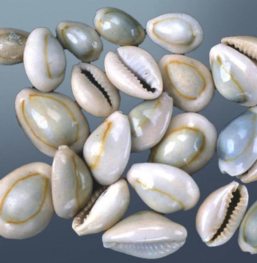 Orisha Money Cowries Orisha Cowry Shells Santeria Lucumi Orisha ...