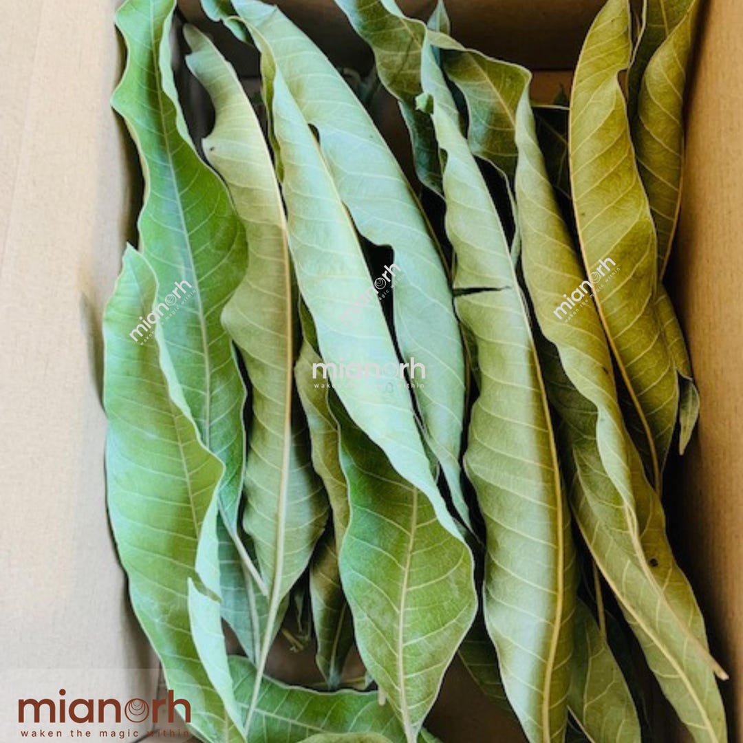 Whole Mango Leaves (dried) — Prosperity, Healing, Protection ...
