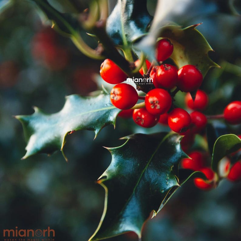 Fresh Holly Leaves for Protection Spells — Seasonal Sacred Offering for ...