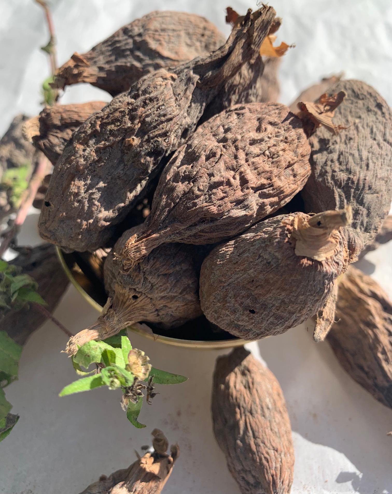 Alligator Pepper Pods | Grains of Paradise – African Ritual Seed for ...