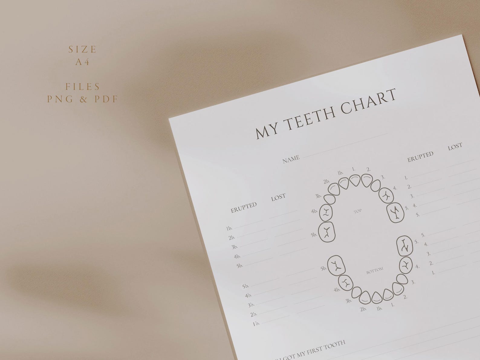 Baby Tooth Chart: Printable Eruption & Lost Tooth Tracker (digital ...