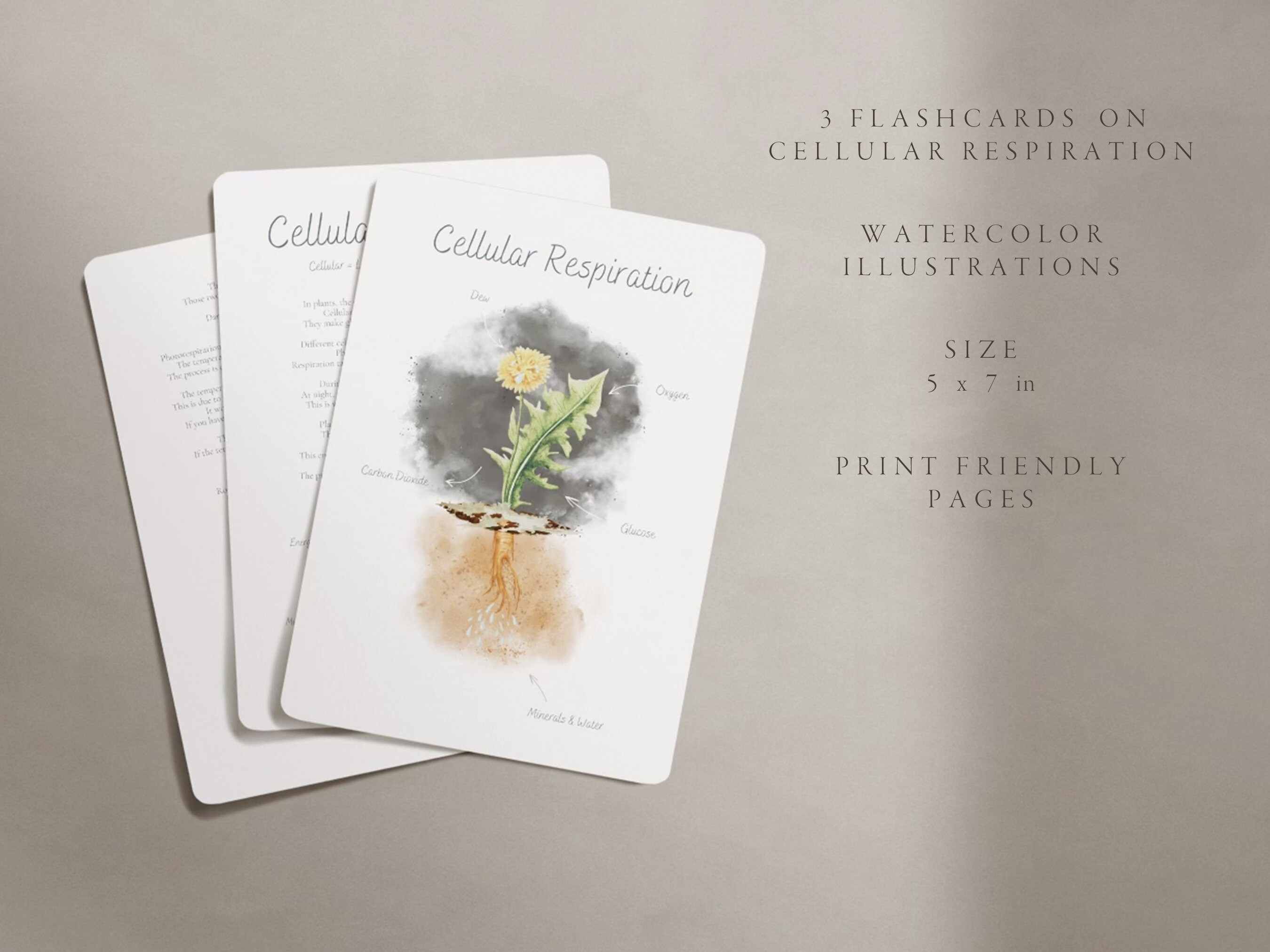 Photosynthesis & Cellular Respiration Cards: Homeschool Science (PDF ...